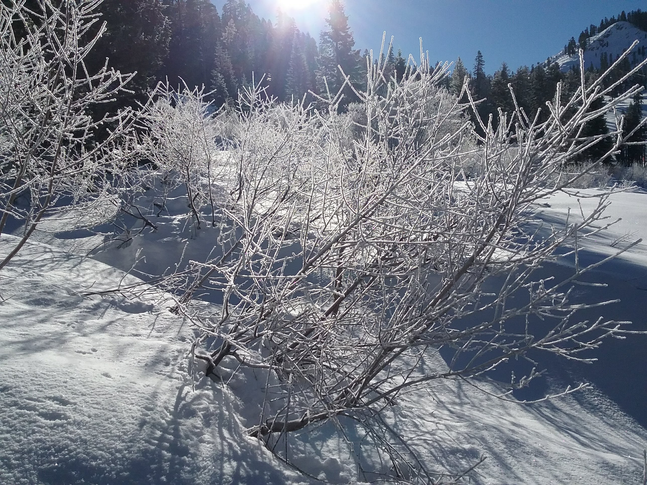 Winter Seasonal Work ’19-’20 – wandering chardonnay